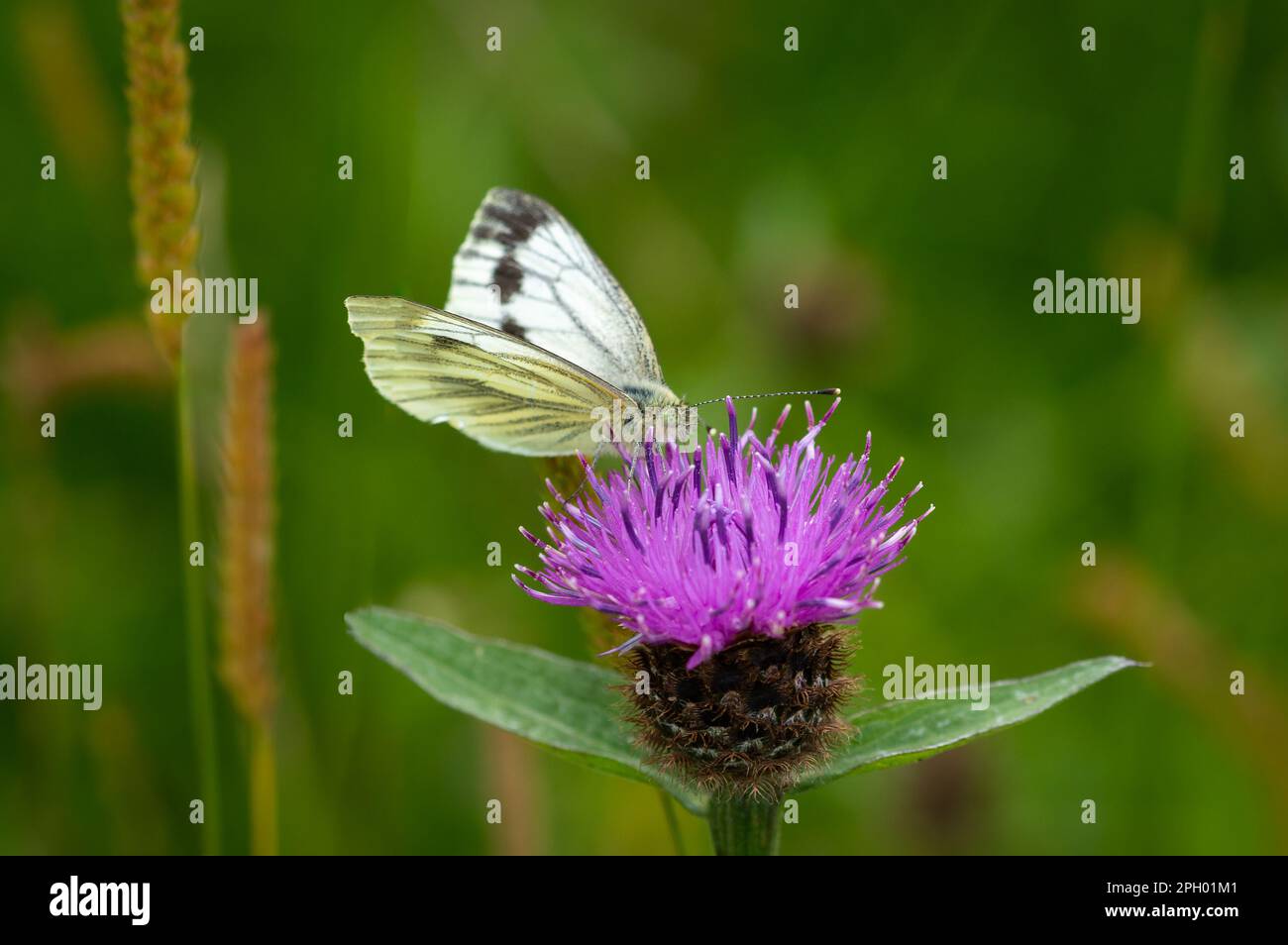 Individual butterfly hi-res stock photography and images - Alamy