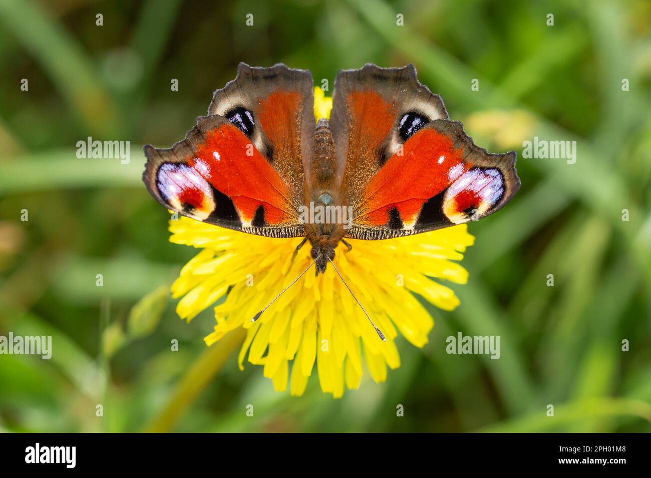 Individual butterfly hi-res stock photography and images - Alamy
