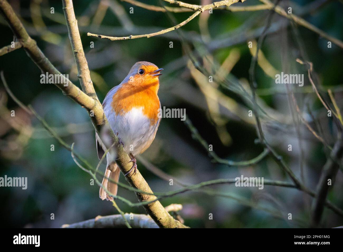 Robin singing loudly on a branch Stock Photo - Alamy