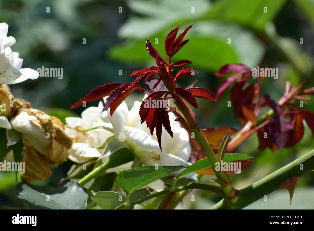 Leaves of a rose tree in dark red colour Stock Photo - Alamy