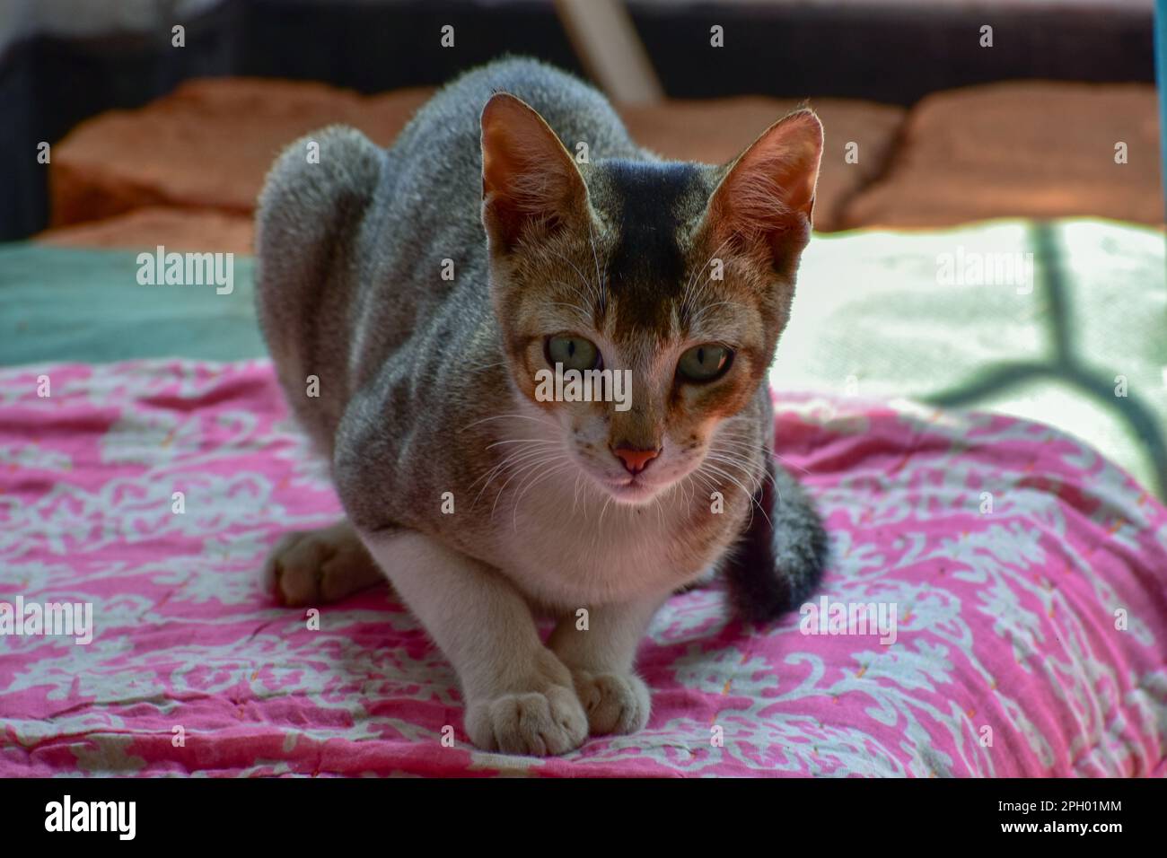 Indian cat hi-res stock photography and images - Alamy