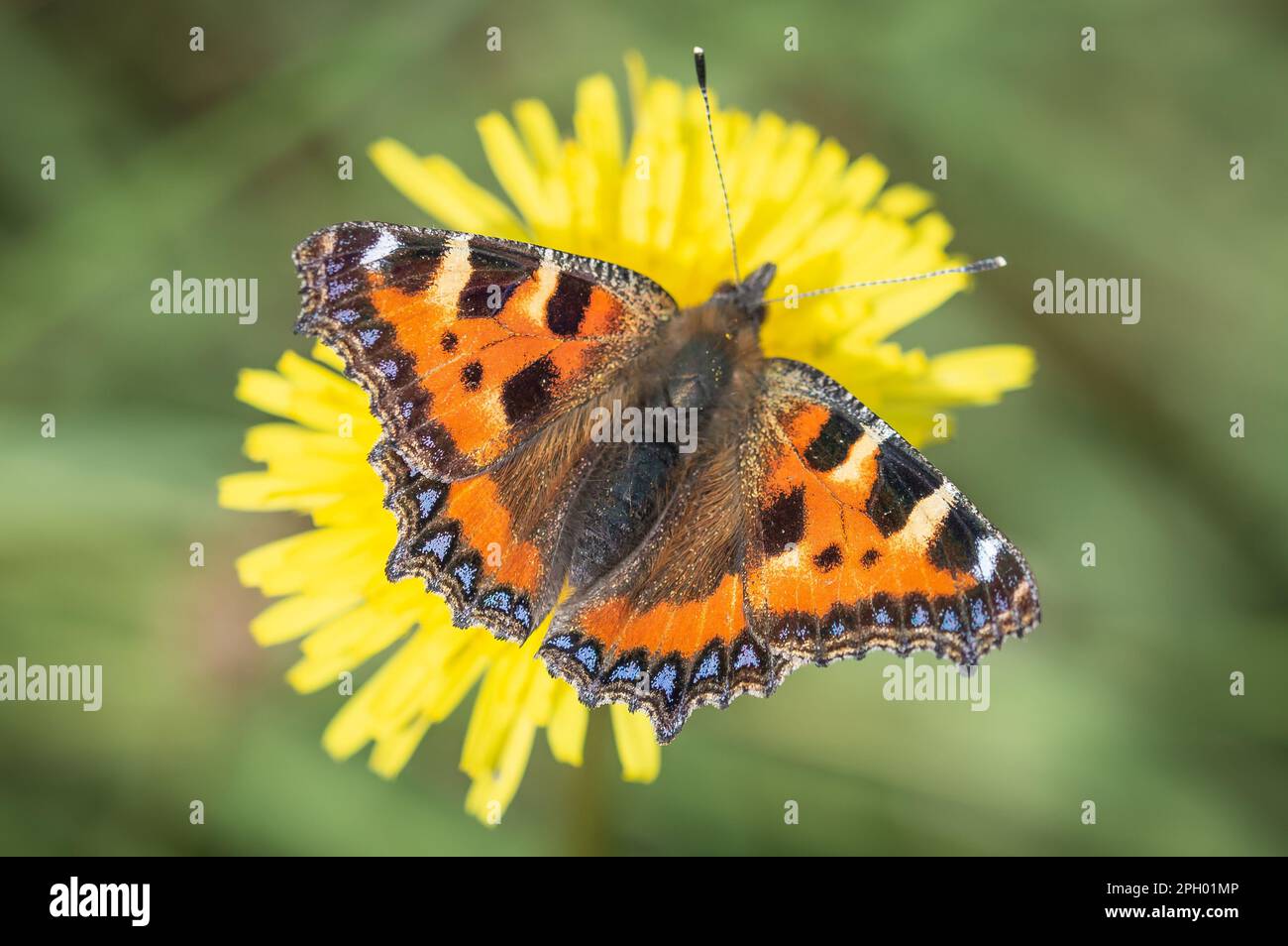 Small Tortoiseshell butterfly individual on a dandelion flower Stock ...