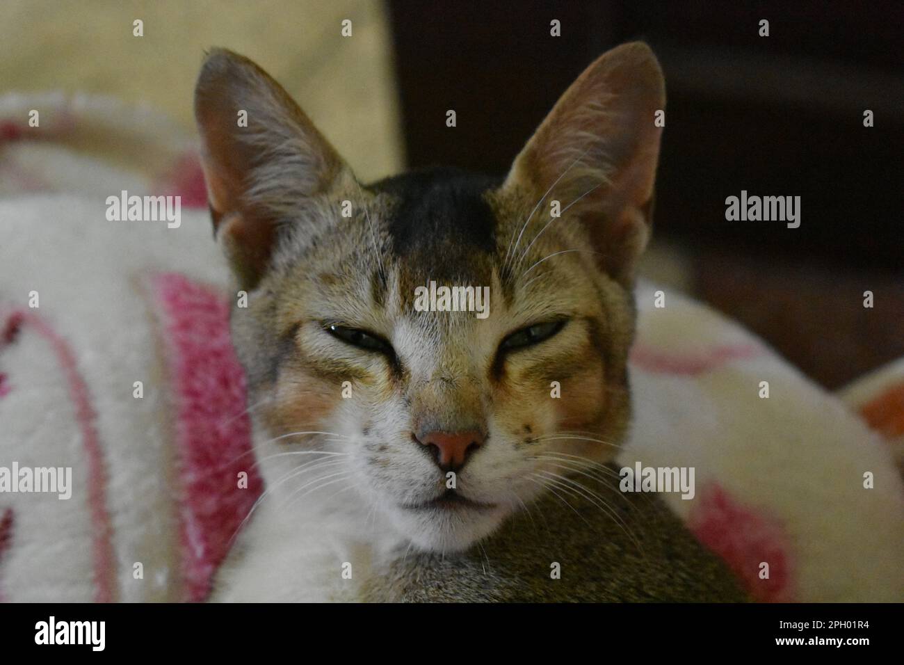 Indian cat hi-res stock photography and images - Alamy