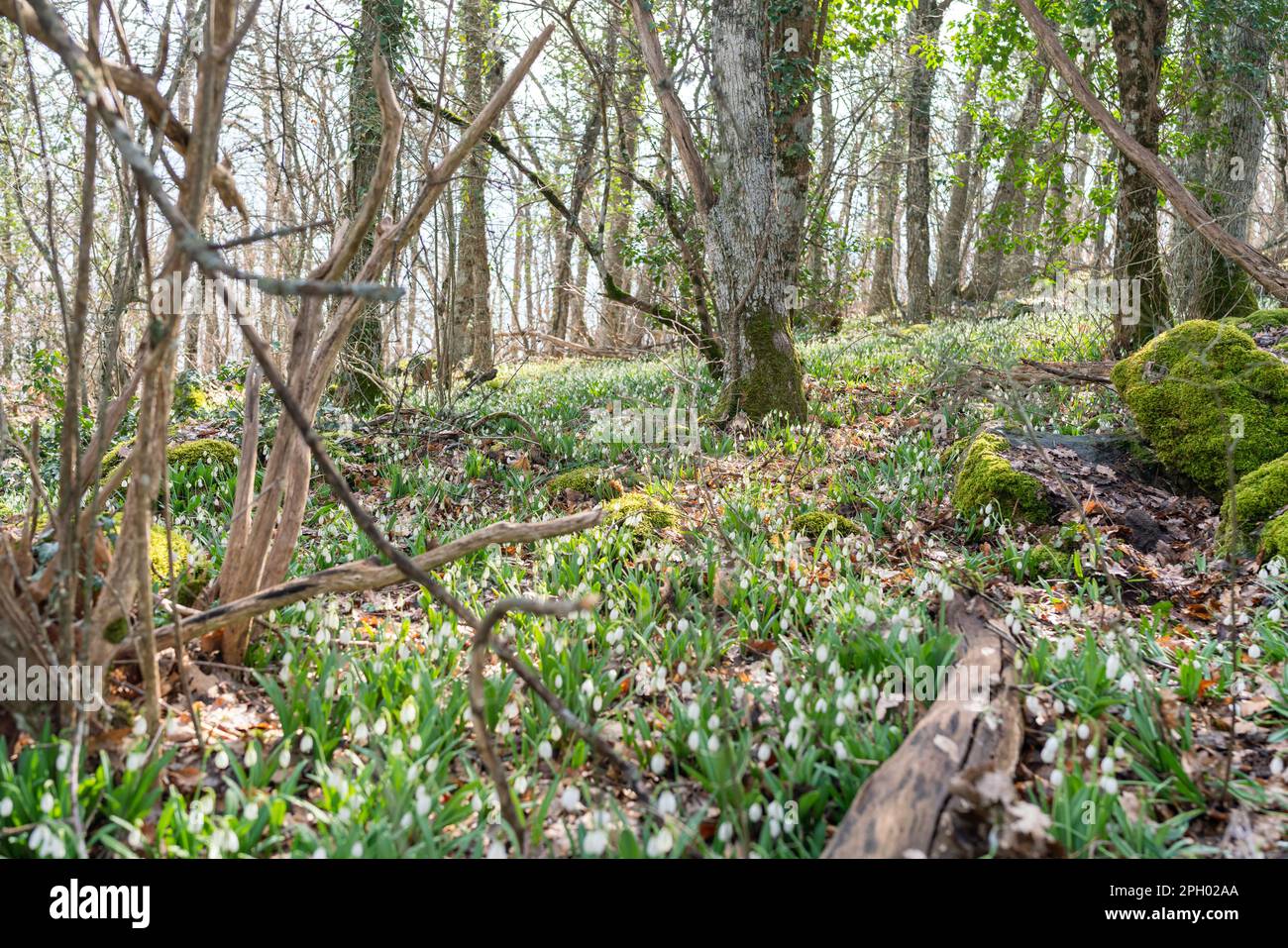 White snowdrops in the early spring in the forest. Beautiful footage of ...