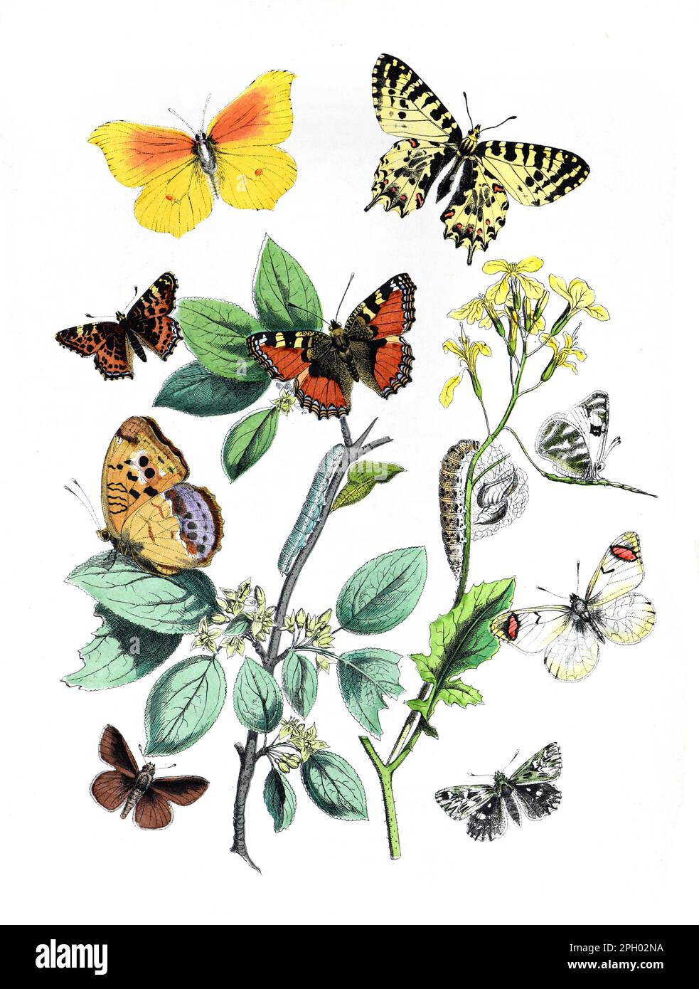 Butterfly Wallpaper Vintage at Lavina Flippen blog