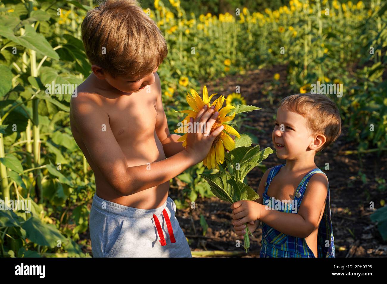 Two boys study a sunflower with interest. The brothers are having fun ...