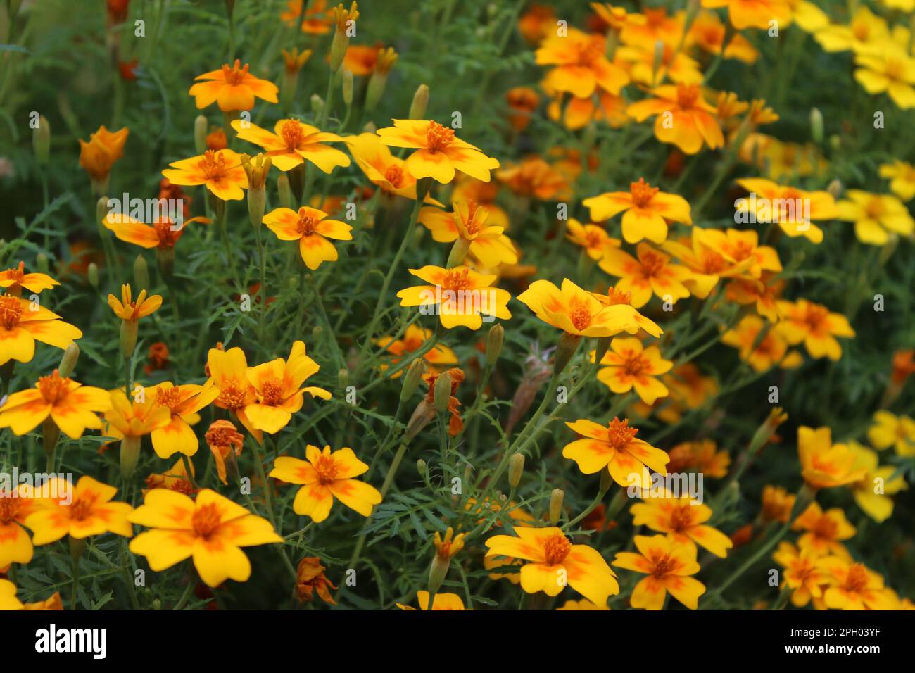 Marigold tagetes tenuifolia hi-res stock photography and images - Alamy