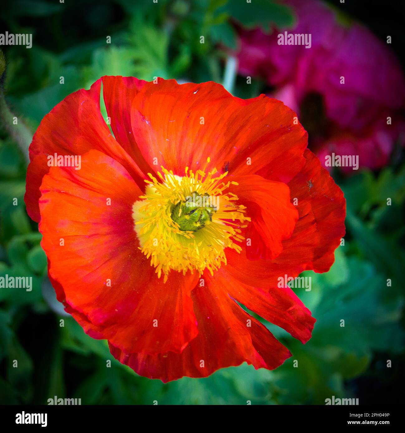 Fully open poppy hi-res stock photography and images - Alamy
