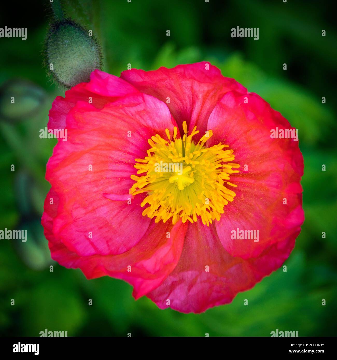 Red poppy fully open hi-res stock photography and images - Alamy