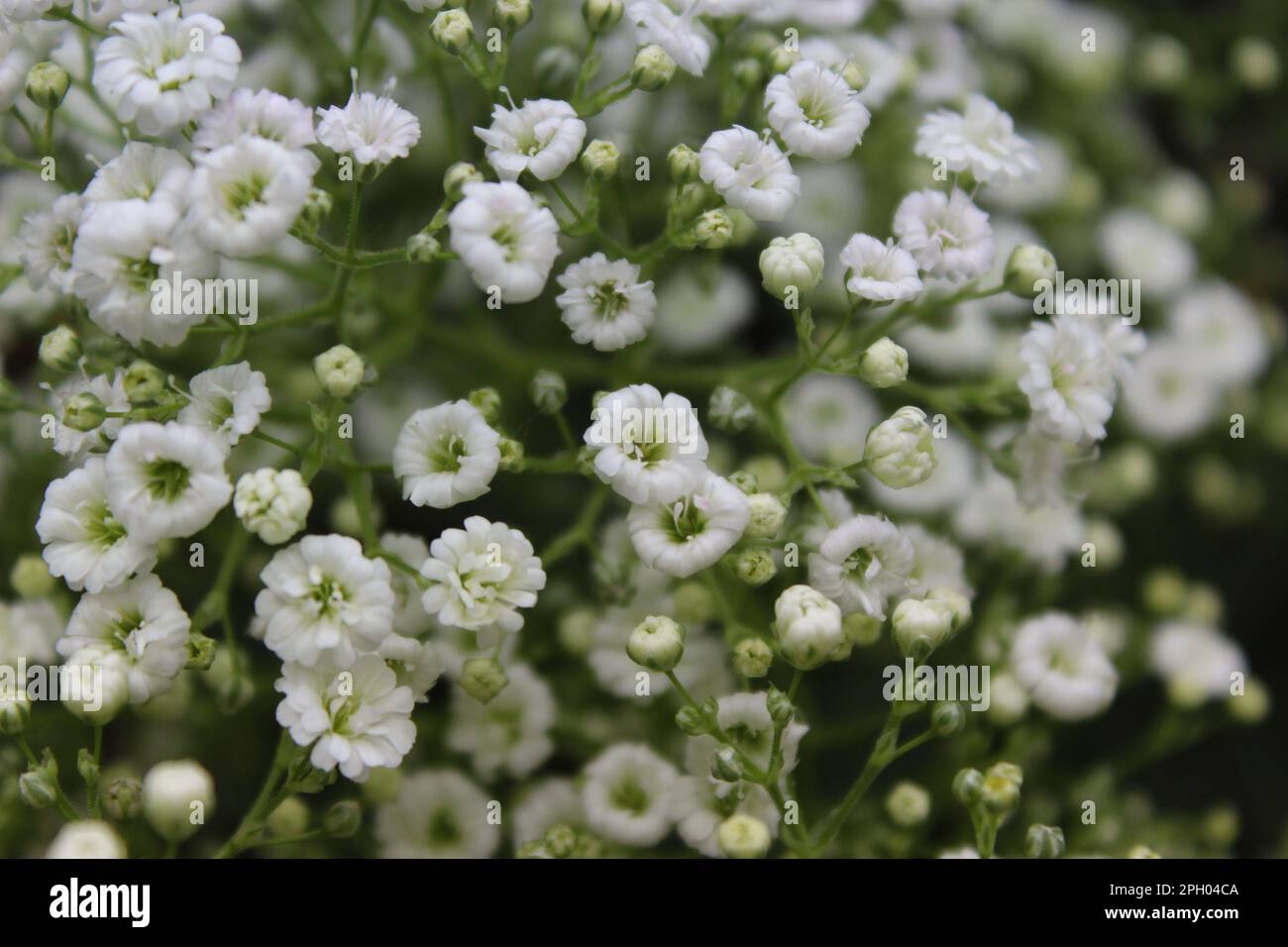 Breath gypsophila hi-res stock photography and images - Alamy