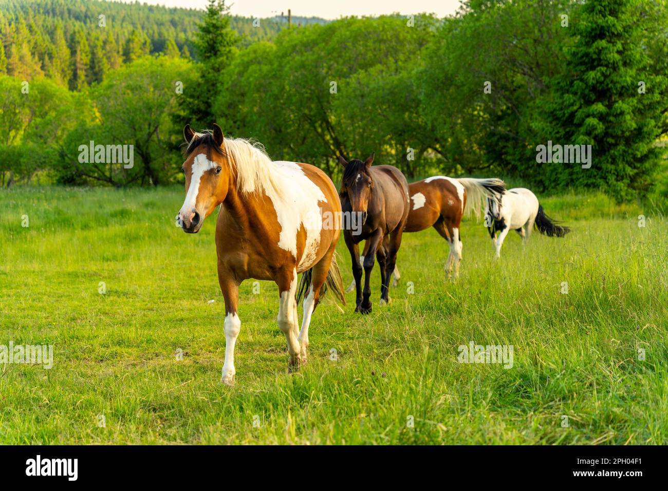 Some horses of different colors on a meadow, a piebald in front Stock ...