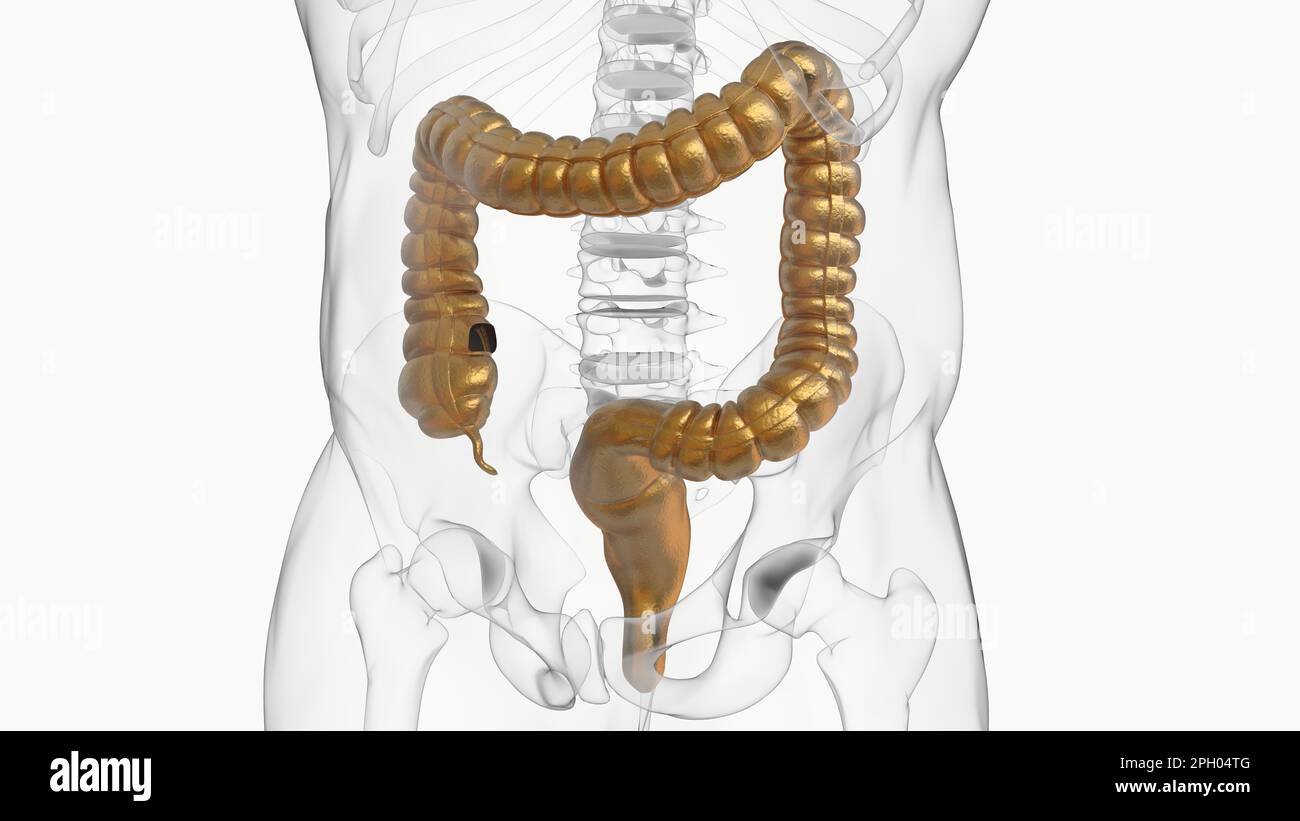 3D Illustration Human Digestive System Anatomy (Large Intestine) For ...