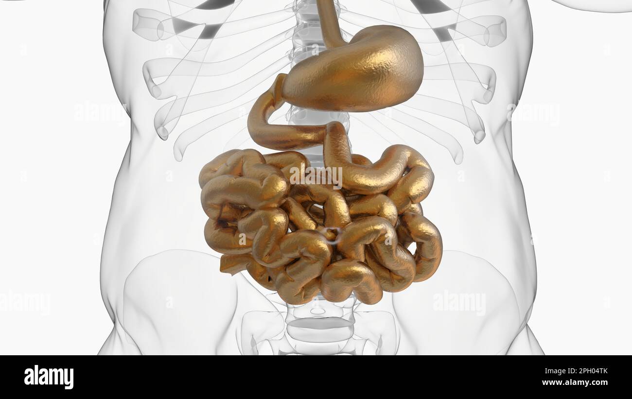 Human small intestine anatomy for medical concept 3D illustration Stock ...