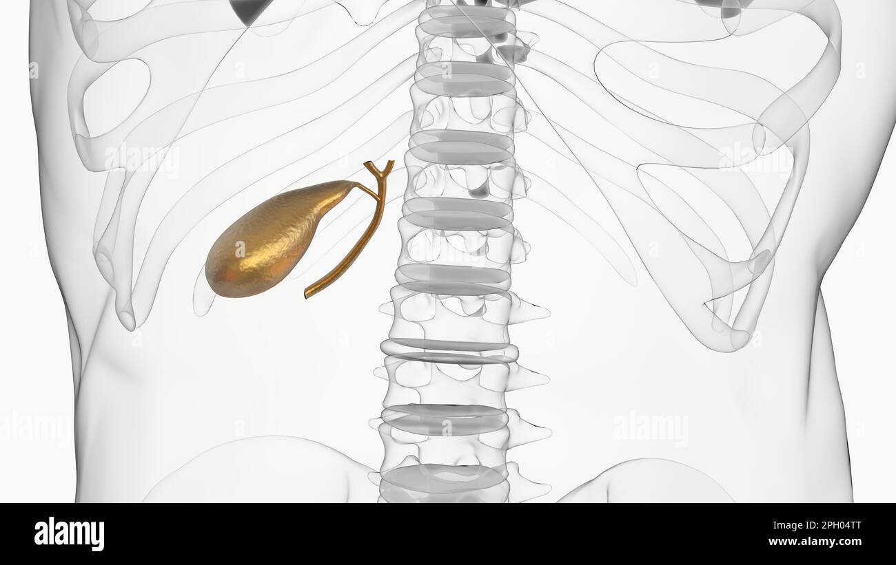 Gall Bladder Human Digestive System Anatomy For Medical Concept 3D ...