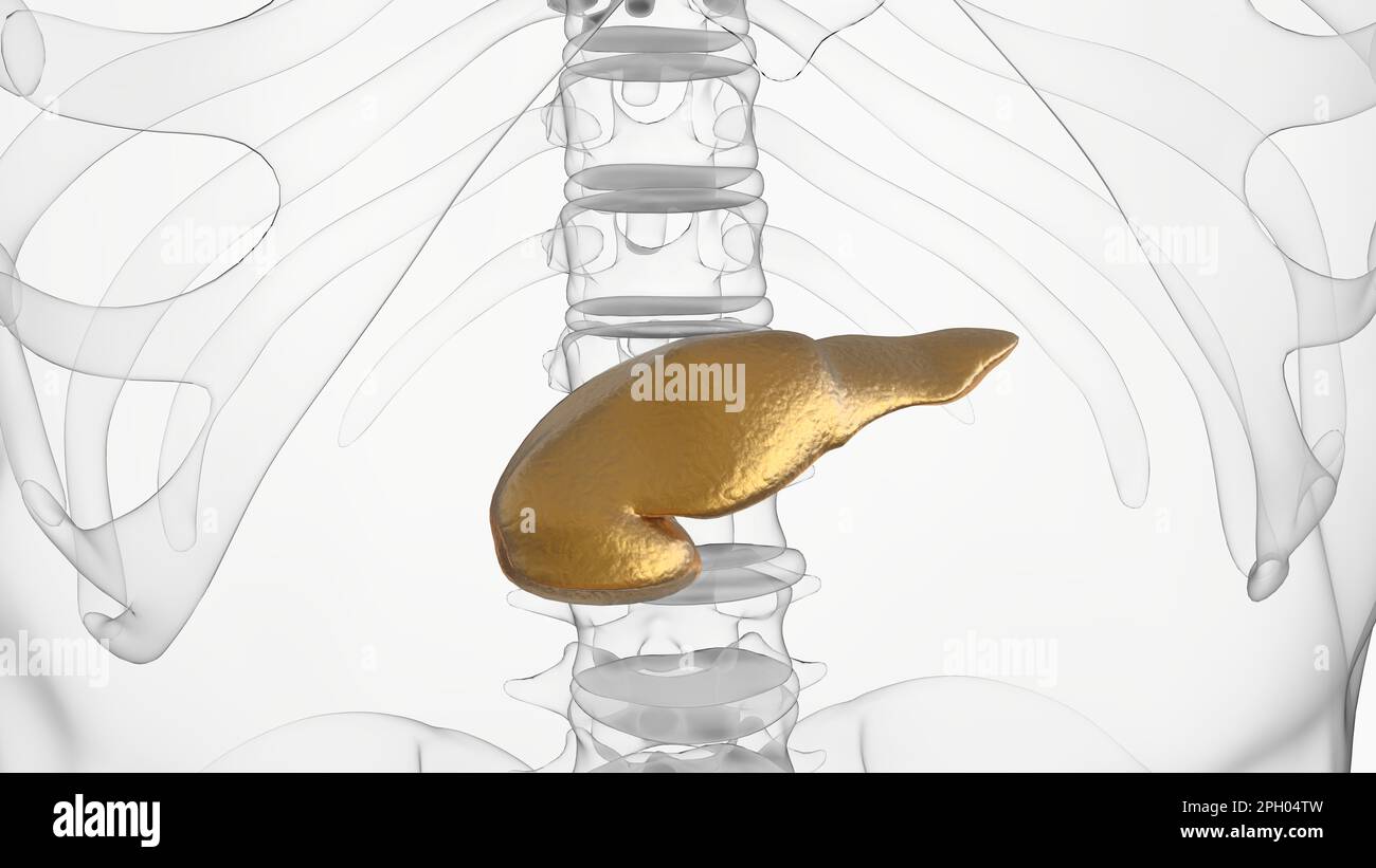 Pancreas Human Digestive System Anatomy For Medical Concept 3D ...