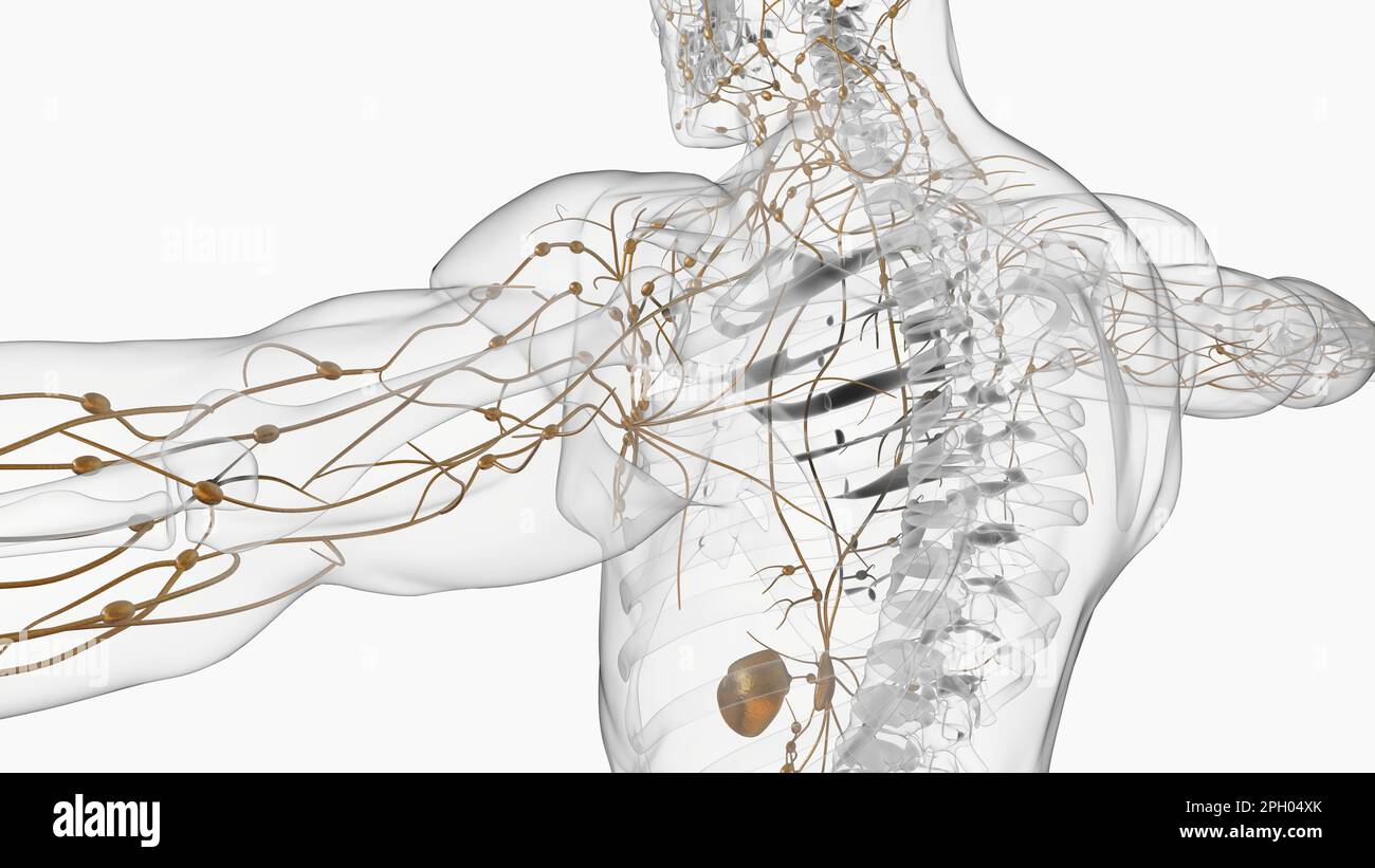 Human lymph nodes anatomy for medical concept 3D illustration Stock ...