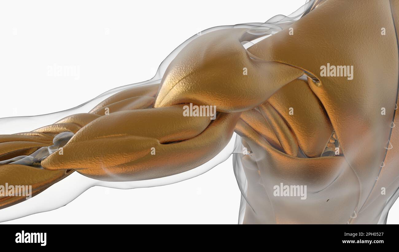 3D Illustration, Muscle is a soft tissue, Muscle cells contain proteins ...