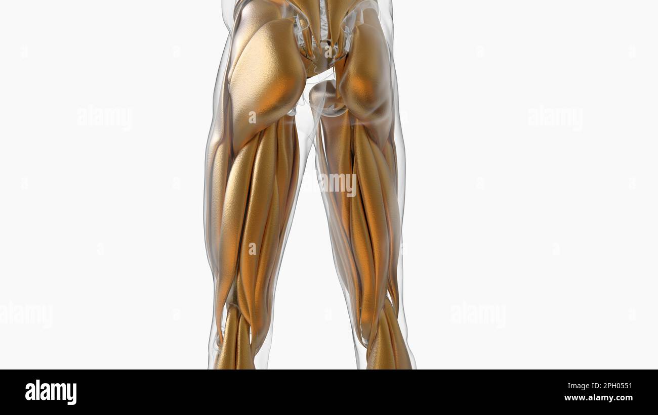 3D Illustration, Muscle is a soft tissue, Muscle cells contain proteins ...