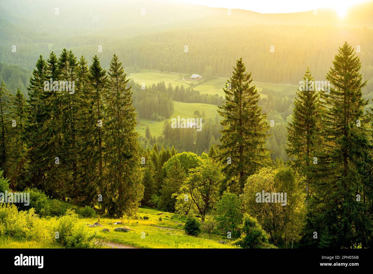 Landscape in the Black Forest with two farms, surrounded by meadows and ...