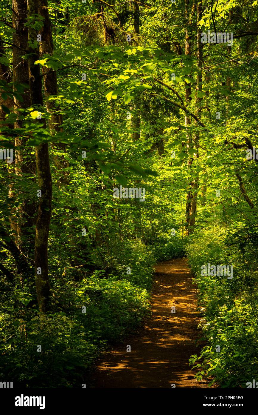 Landscape in the Black Forest. A path in the Wutach canyon ...