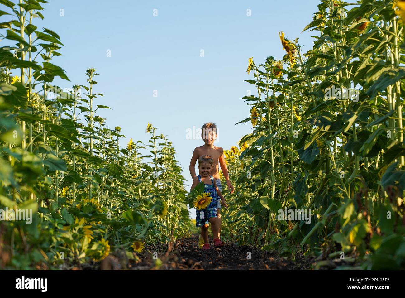 Children cheerfully walk through the field between sunflowers. Two ...