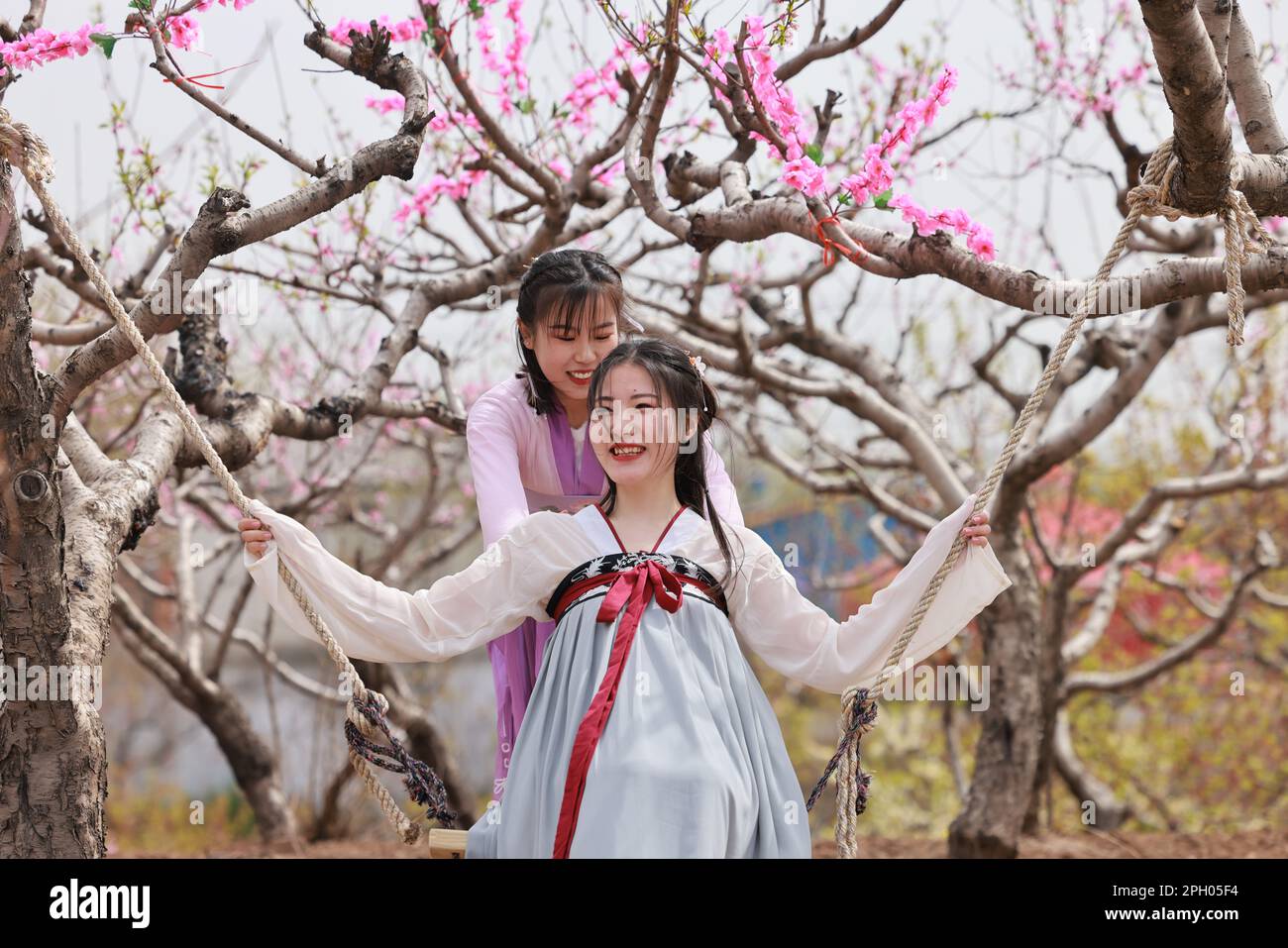 ZAOZHUANG, CHINA - MARCH 24, 2023 - Hanfu lovers swim under flowers on ...