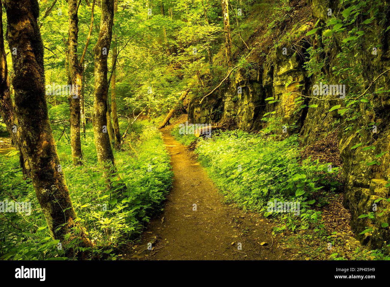 Landscape in the Black Forest. A path in the Wutach canyon ...