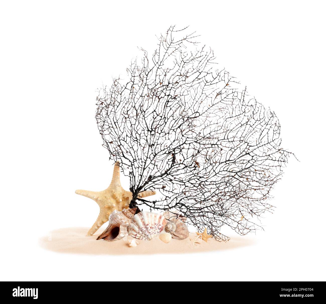 Beautiful exotic branching coral, shells and sand on white background ...