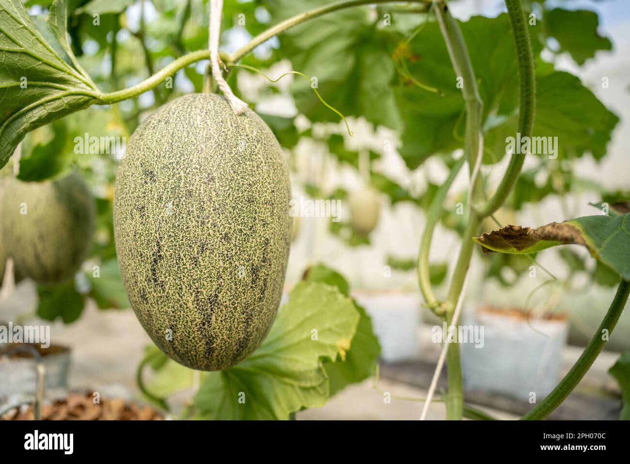 green orgranic melons fruit or cantaloupe in melons farm plant green ...