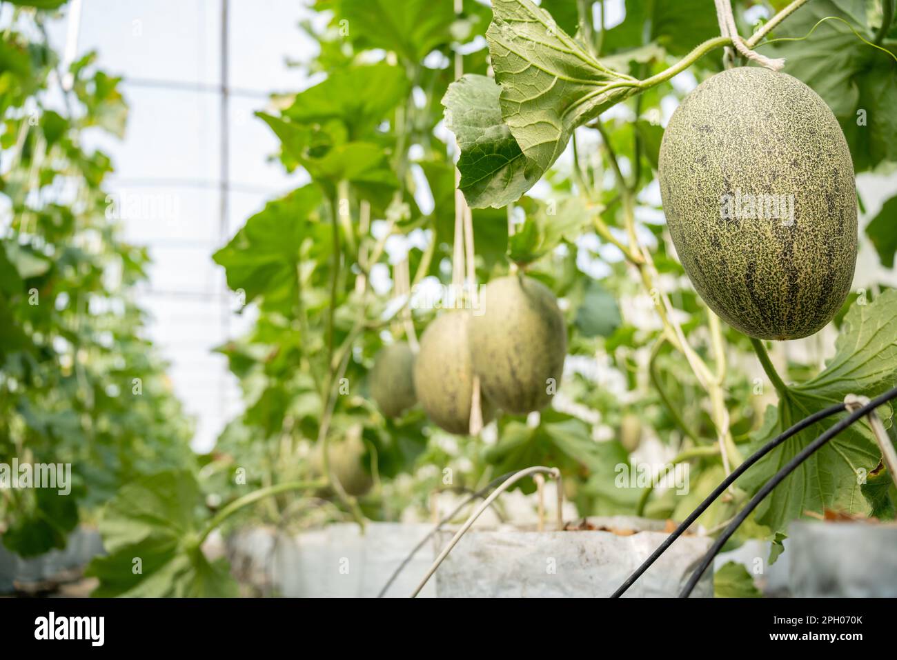green orgranic melons fruit or cantaloupe in melons farm plant green ...