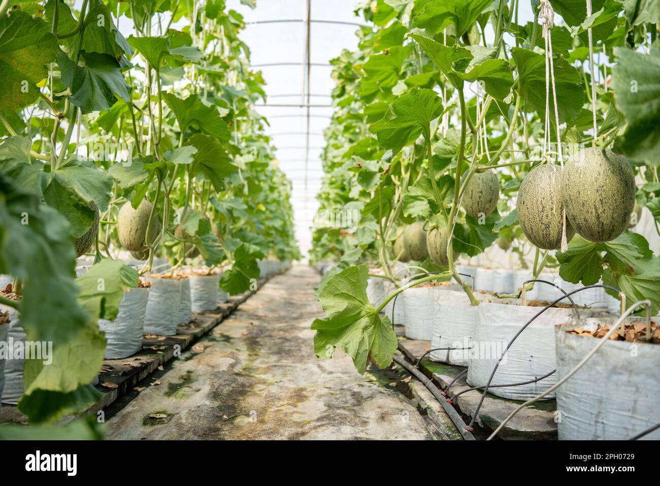 Melons growing in melon house hi-res stock photography and images - Alamy