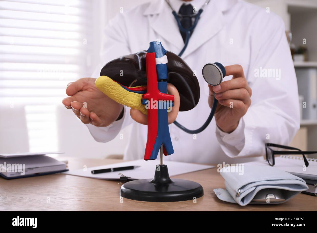 Doctor with stethoscope and liver model at workplace, closeup Stock ...