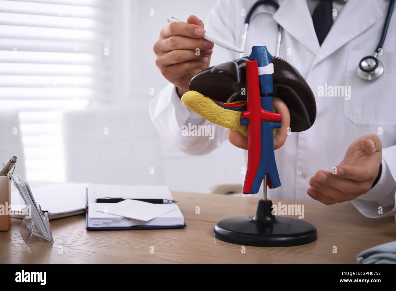 Doctor demonstrating model of liver at table in clinic, closeup Stock ...