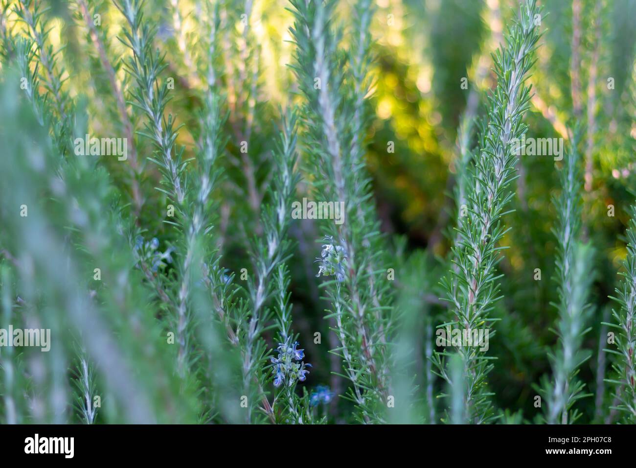 Close-up fresh organic Rosemary herb grow outdoor. Aromatic and ...