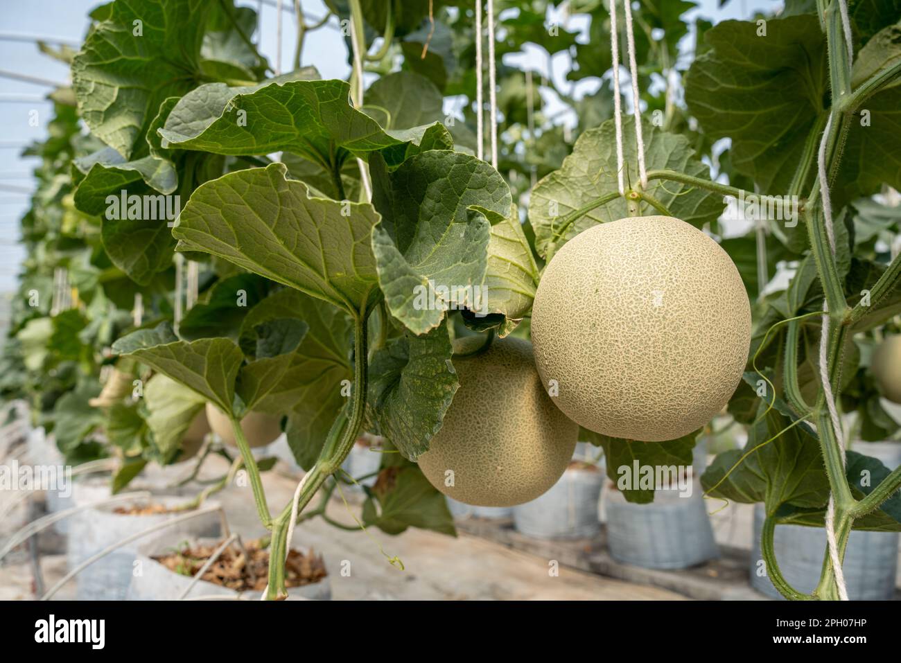 green orgranic melons fruit or cantaloupe in melons farm plant green ...