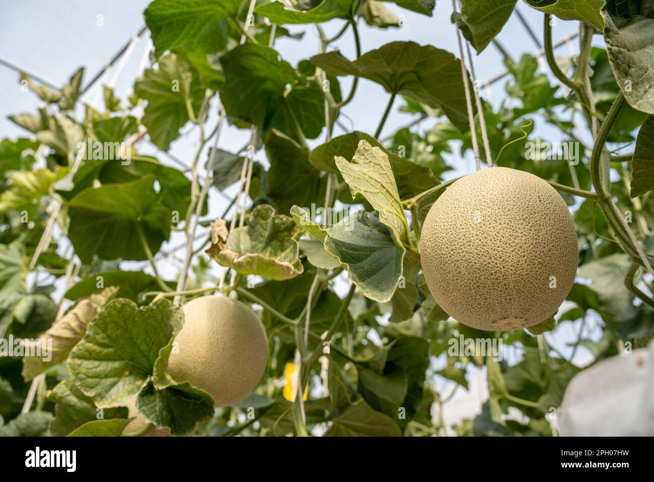 green orgranic melons fruit or cantaloupe in melons farm plant green ...