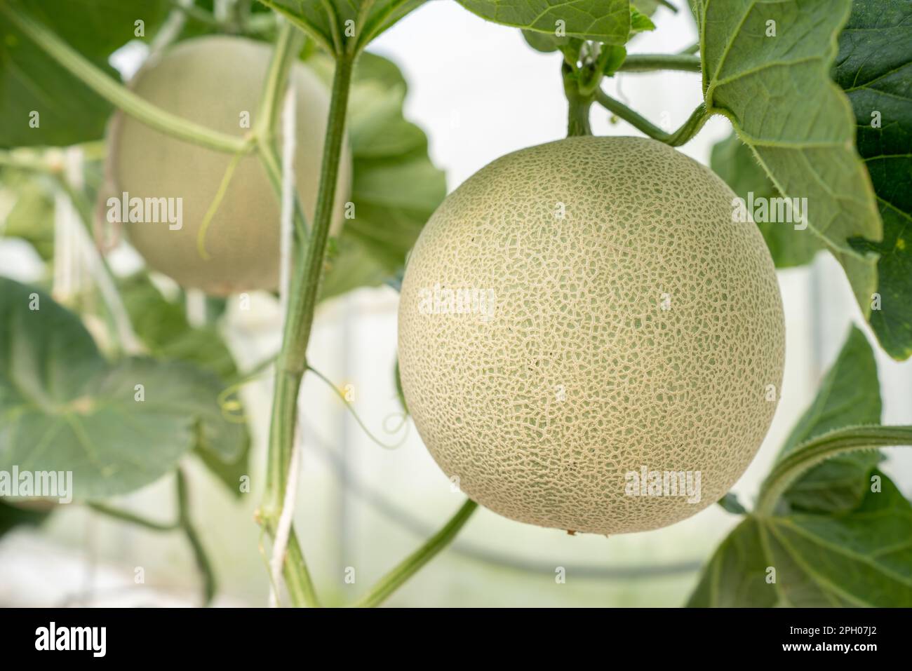 green orgranic melons fruit or cantaloupe in melons farm plant green ...