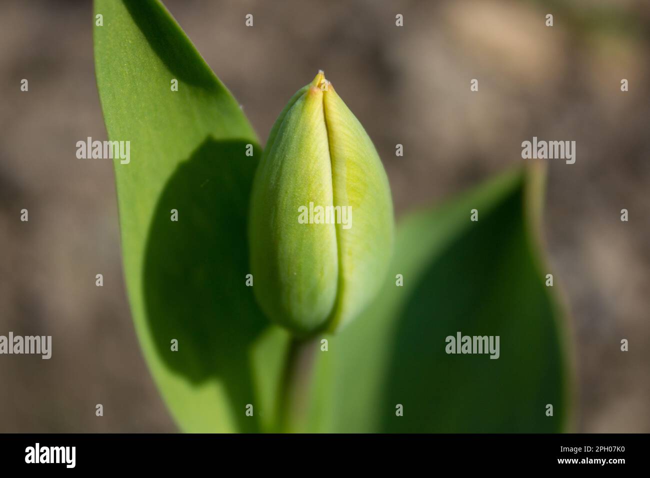 spring Tulip growing an indoor green garden Stock Photo - Alamy