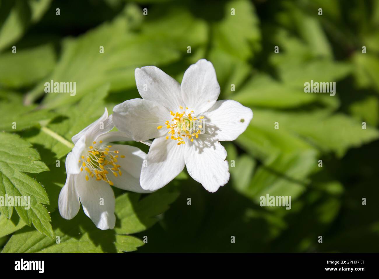 In the spring, the white flowers of the Anemon are grown vivid Stock ...