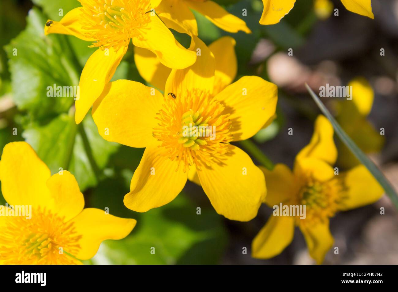 Swamp plant with flowers hi-res stock photography and images - Alamy