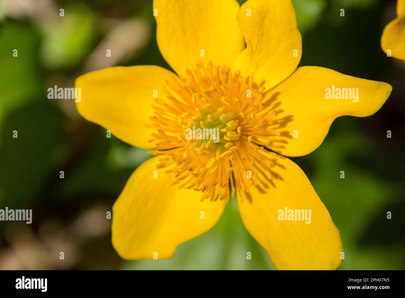 Algae leaves hi-res stock photography and images - Alamy