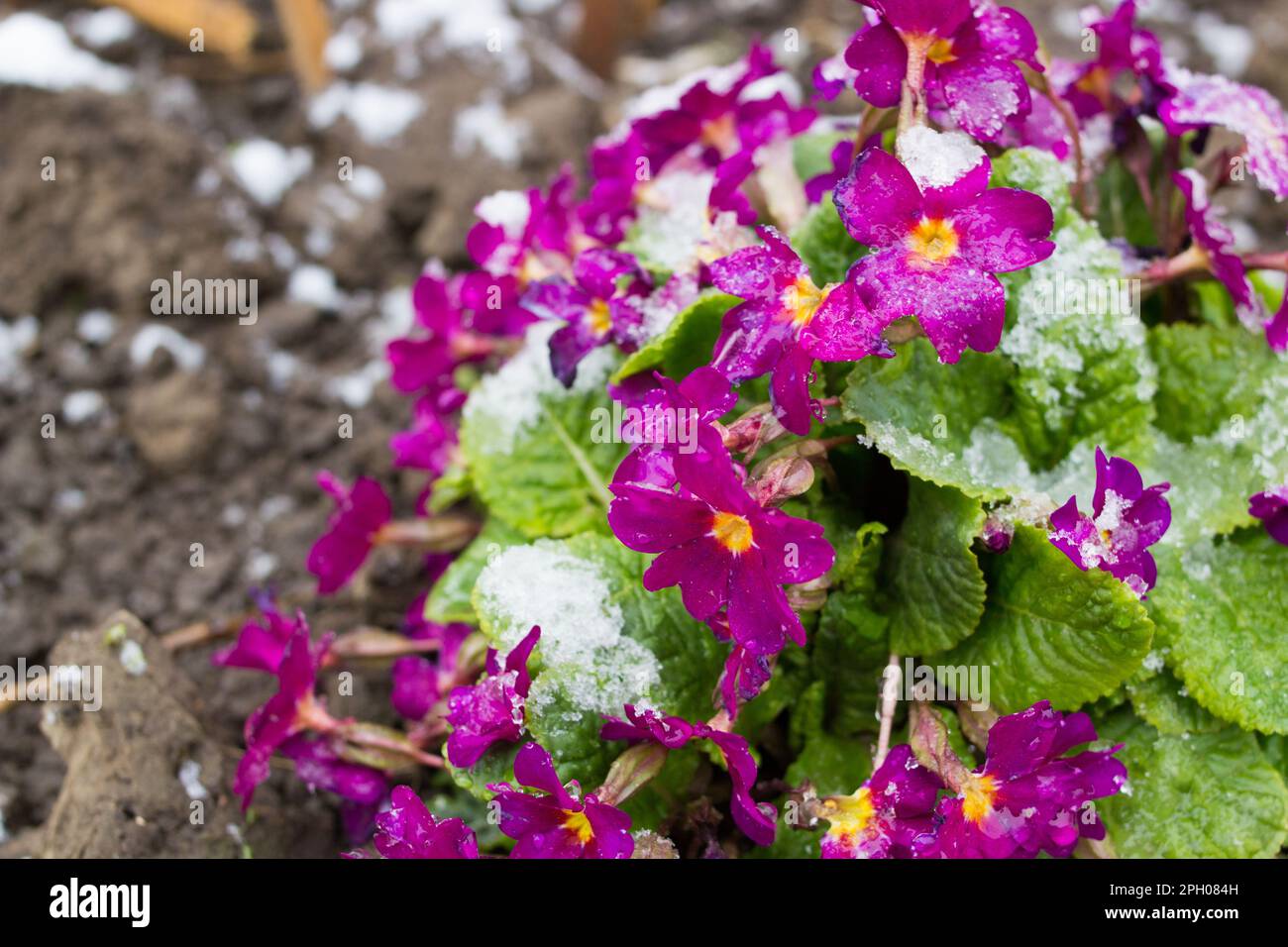 spring came and the snow on the first flowers of the primrose Stock ...
