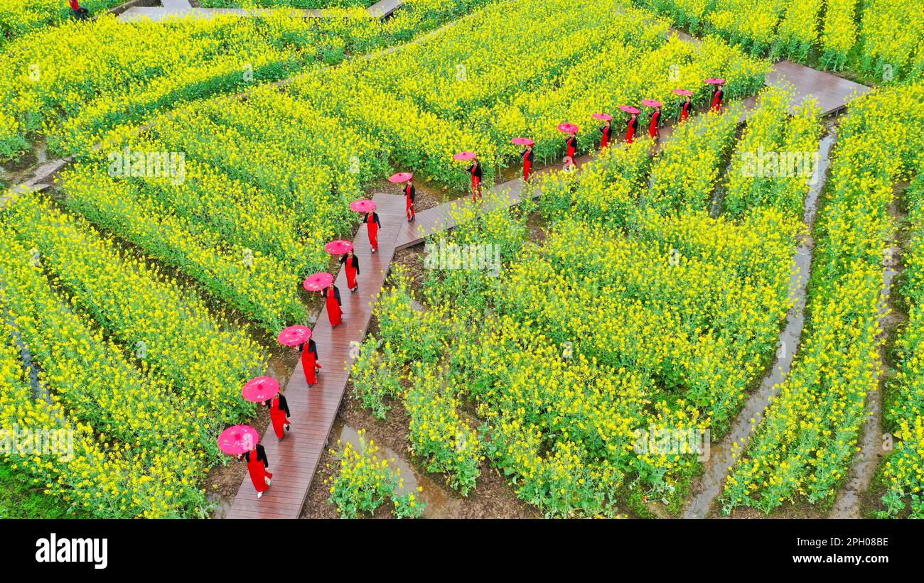 CHONGQING, CHINA - MARCH 25, 2023 - Cheongsam lovers play among ...