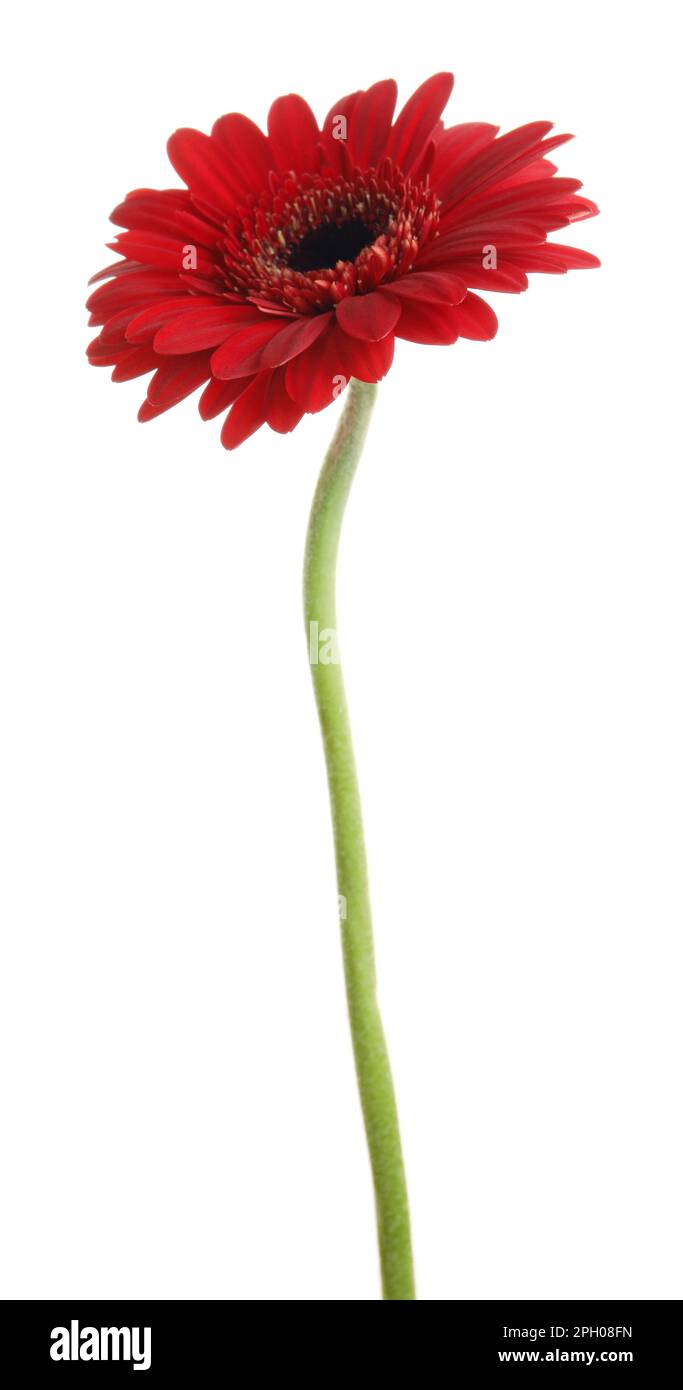 Beautiful red gerbera flower on white background Stock Photo - Alamy
