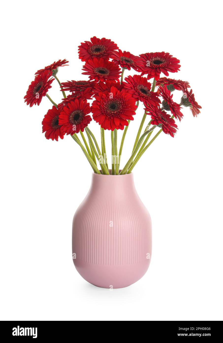 Bouquet of beautiful red gerbera flowers in vase on white background ...