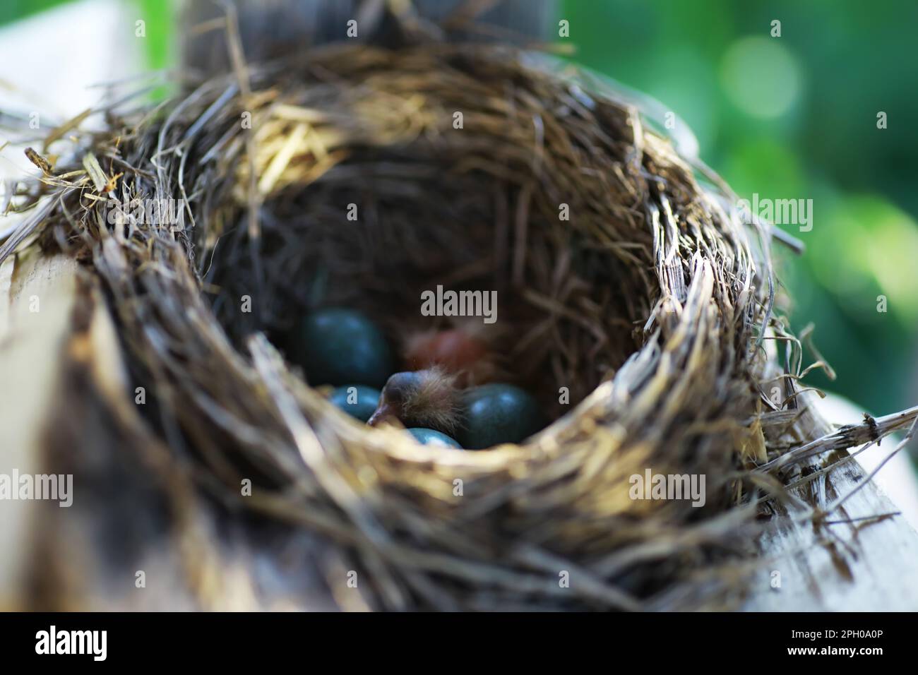 Bird's nest with offspring in early summer. Eggs and chicks of a small ...