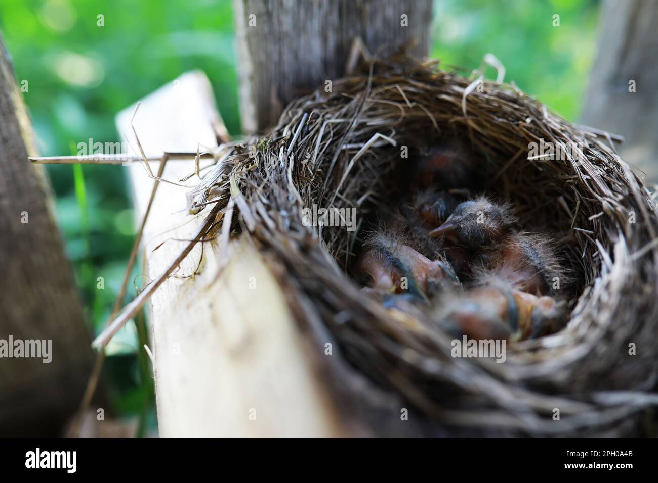 Bird's nest with offspring in early summer. Eggs and chicks of a small ...