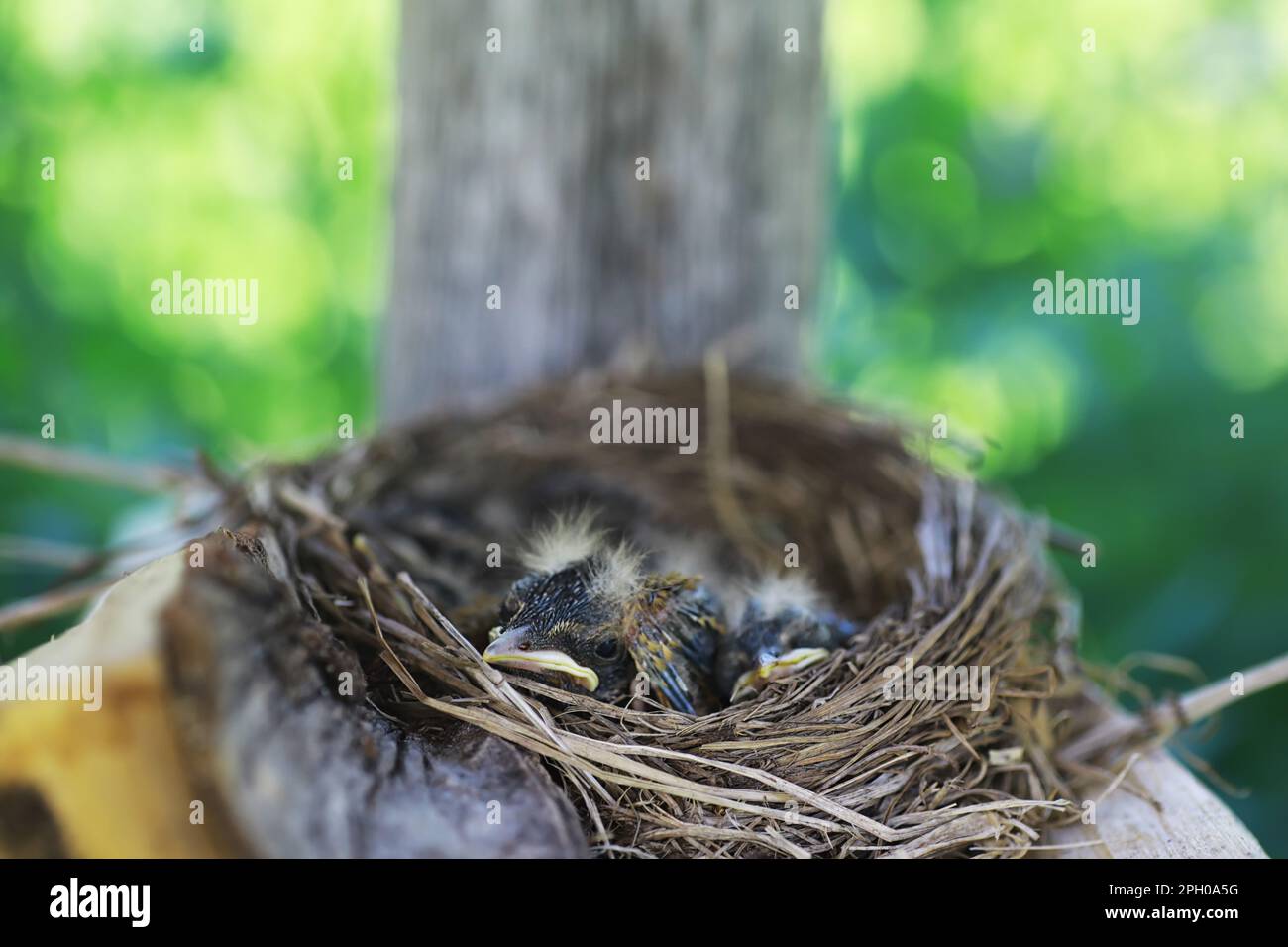 Bird's nest with offspring in early summer. Eggs and chicks of a small ...
