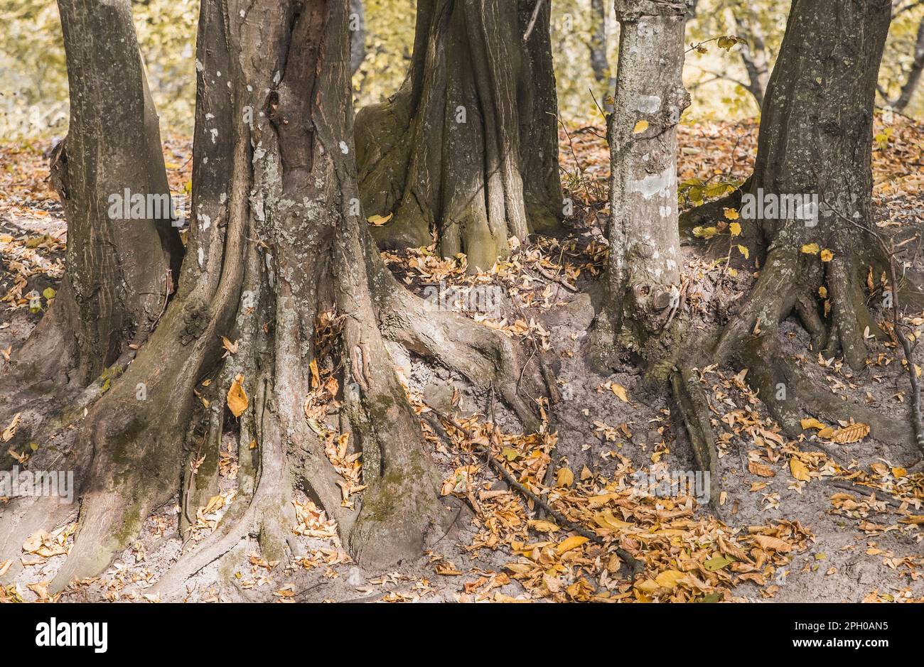 five trees fused with roots in an autumn forest Stock Photo - Alamy