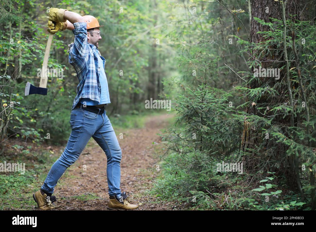 Male lumberjack in the forest. Professional woodcutter inspects trees ...
